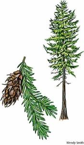 Douglas-fir Flags – Portland Flag Association